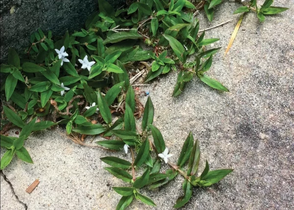 How to Get Rid of Virginia Buttonweed? - Clean Cut Landscape Co.