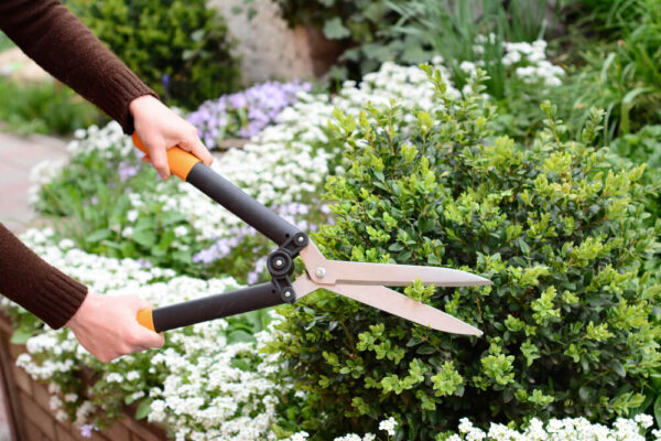 Properly Trim Your Boxwood Shrubs