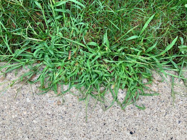 How to Control Torpedo Weeds in Zoysia Lawns - Clean Cut Landscape Co.