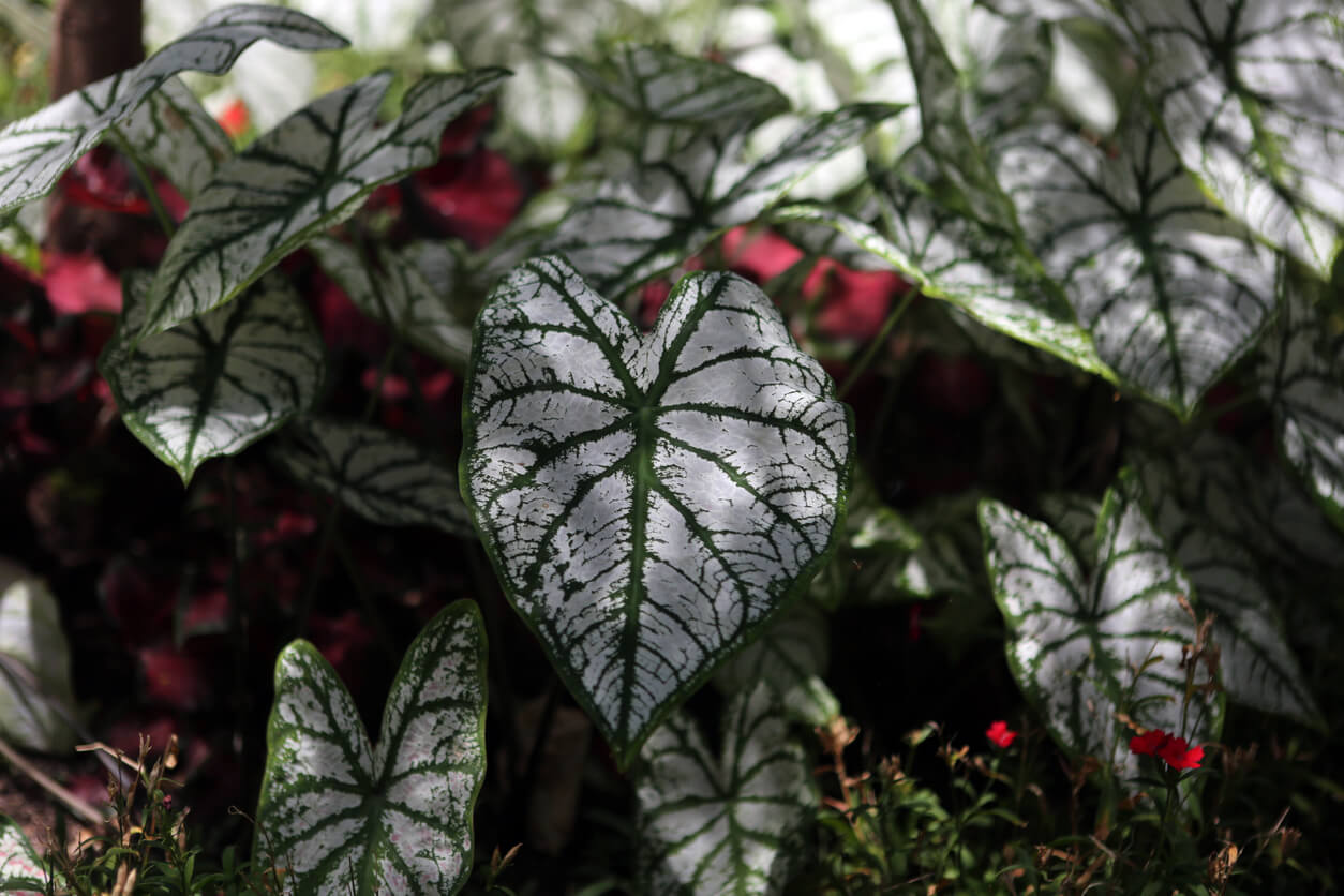 Caring for Caladium Candidum: A White Wonder in Your Garden