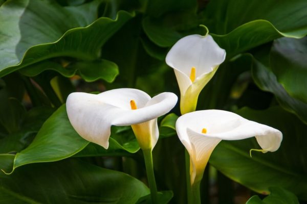 Calla Lilies: How to Plant, Grow, and Care for Them - Clean Cut ...